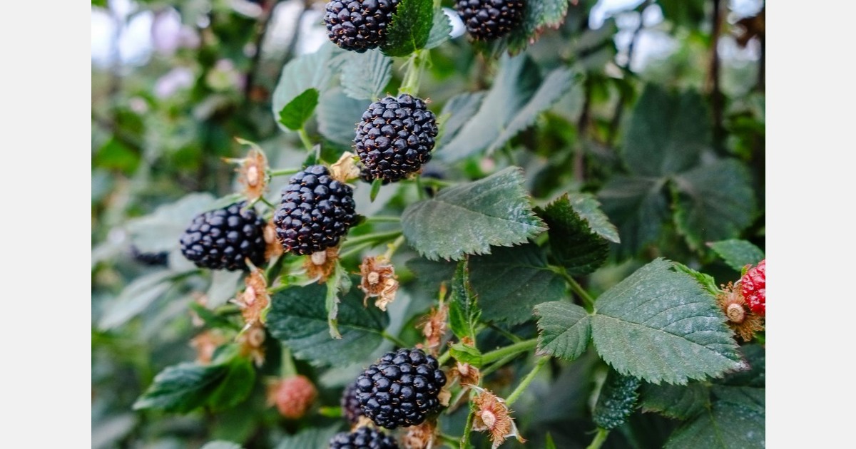 Reflecting on a big berry year