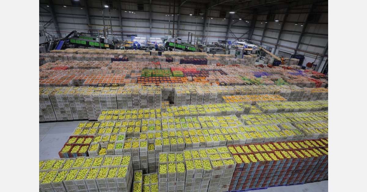 Egyptian citrus exports exceed 2 million tonnes mark for the first time