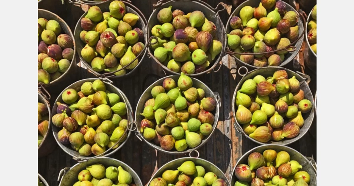 "This is the first time in 40 years with such a low fig crop"