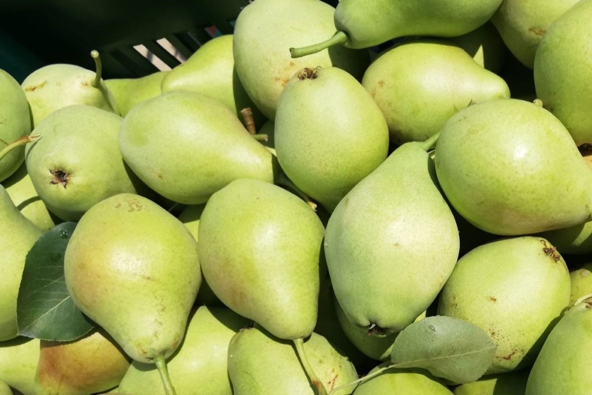 Good export flow for Santa Maria and Kosia; zero exports for Krystalli