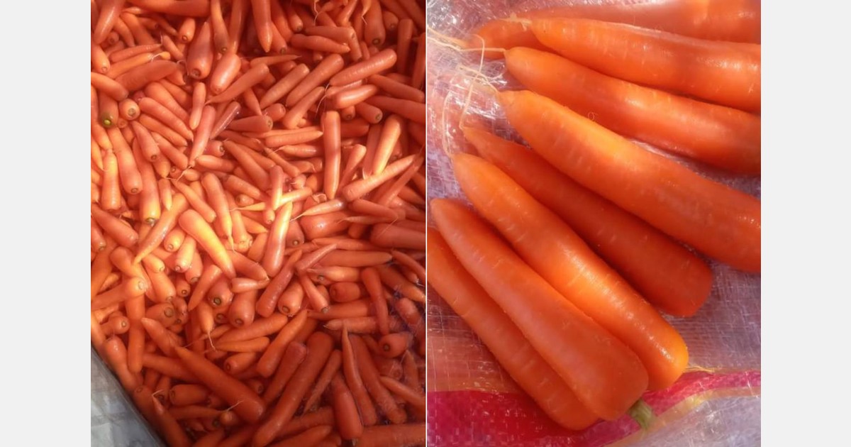 The Egyptian carrot season starts soon