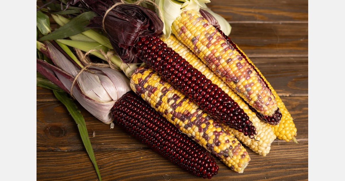 Vyshyvanka: the Ukrainian multicoloured corn capturing global attention