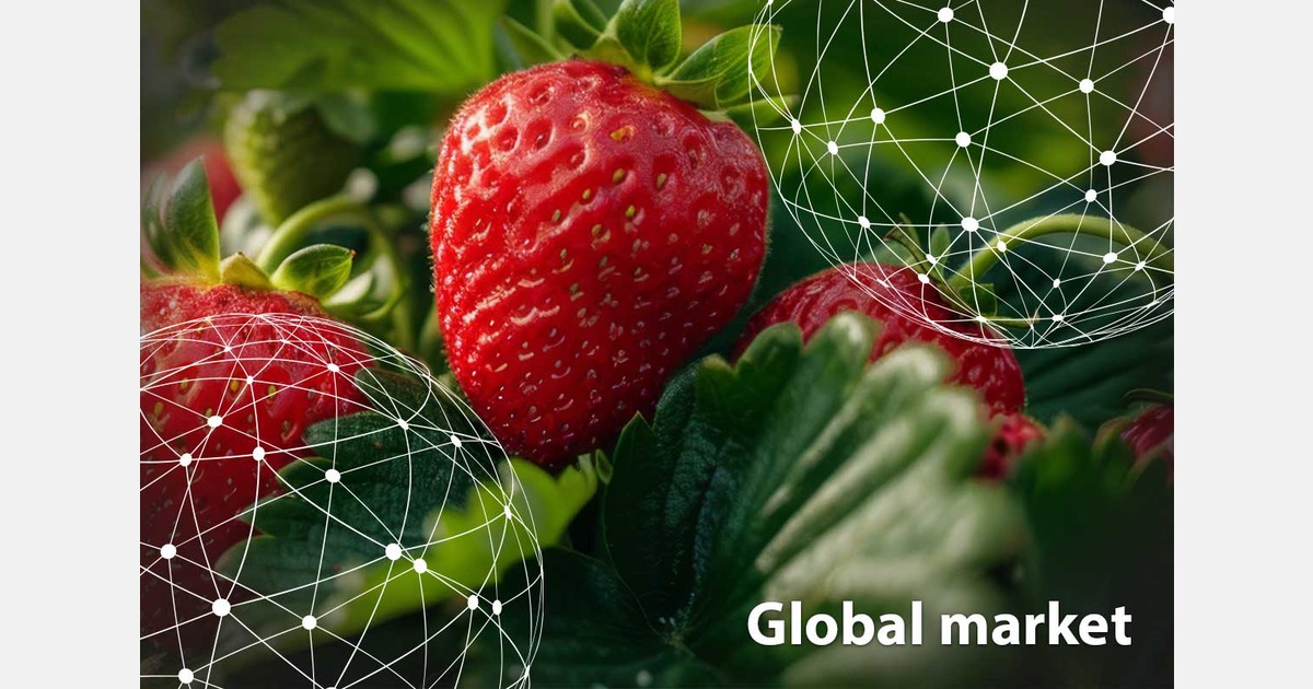 GLOBAL MARKET OVERVIEW STRAWBERRIES