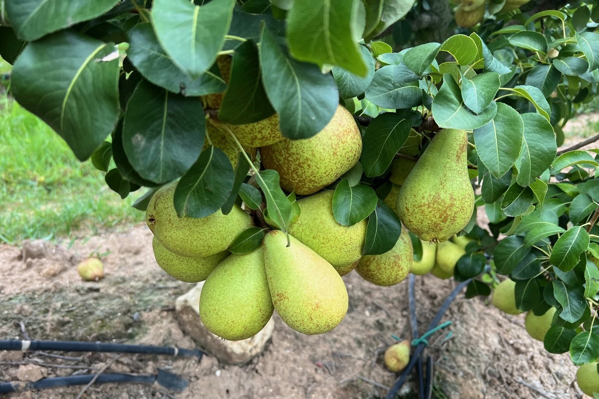 "For the export of pears, Spain, France and Germany are our big bets ...