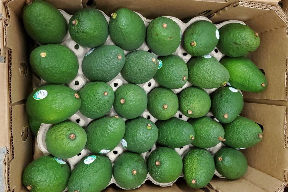 New avocado program launches in Canada