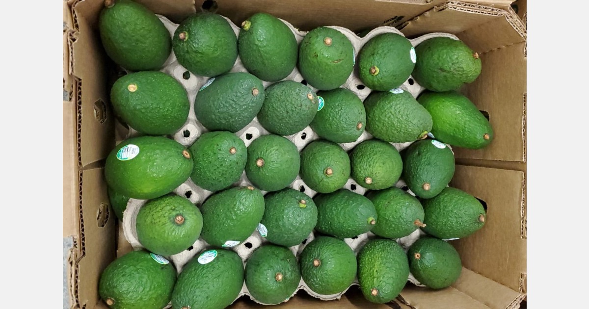 New avocado program launches in Canada