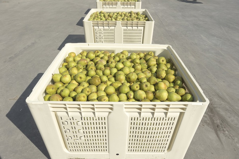 New Euro Jumbo bin to support the export of fresh produce from South ...