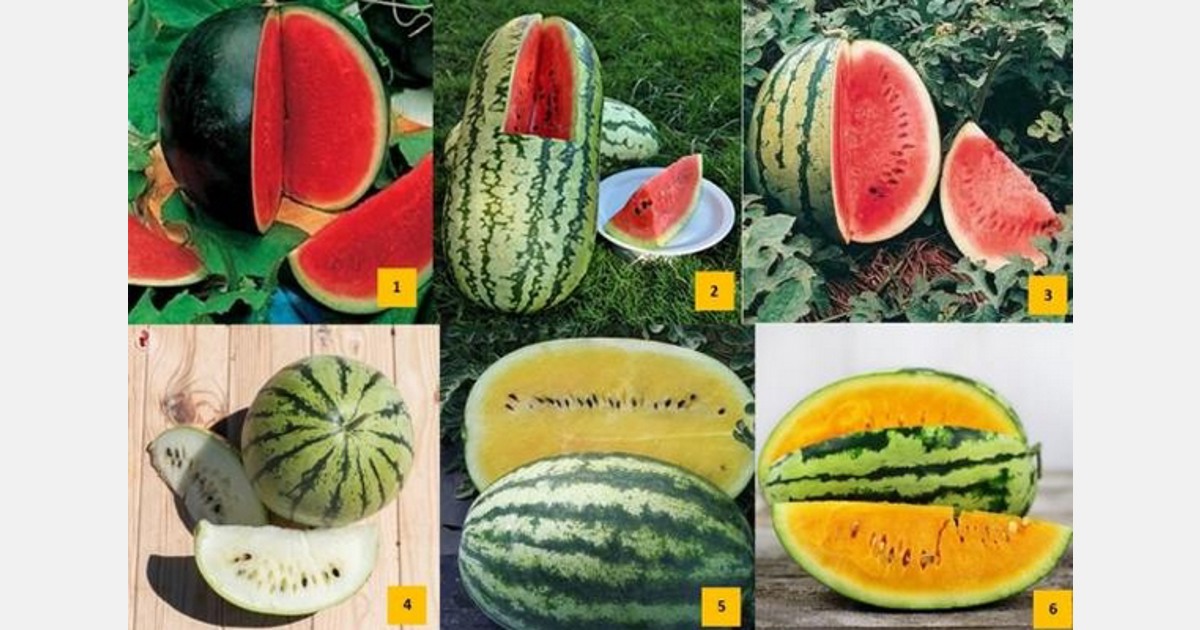 Refreshing and hydrating: the rise of watermelons in Europe's markets