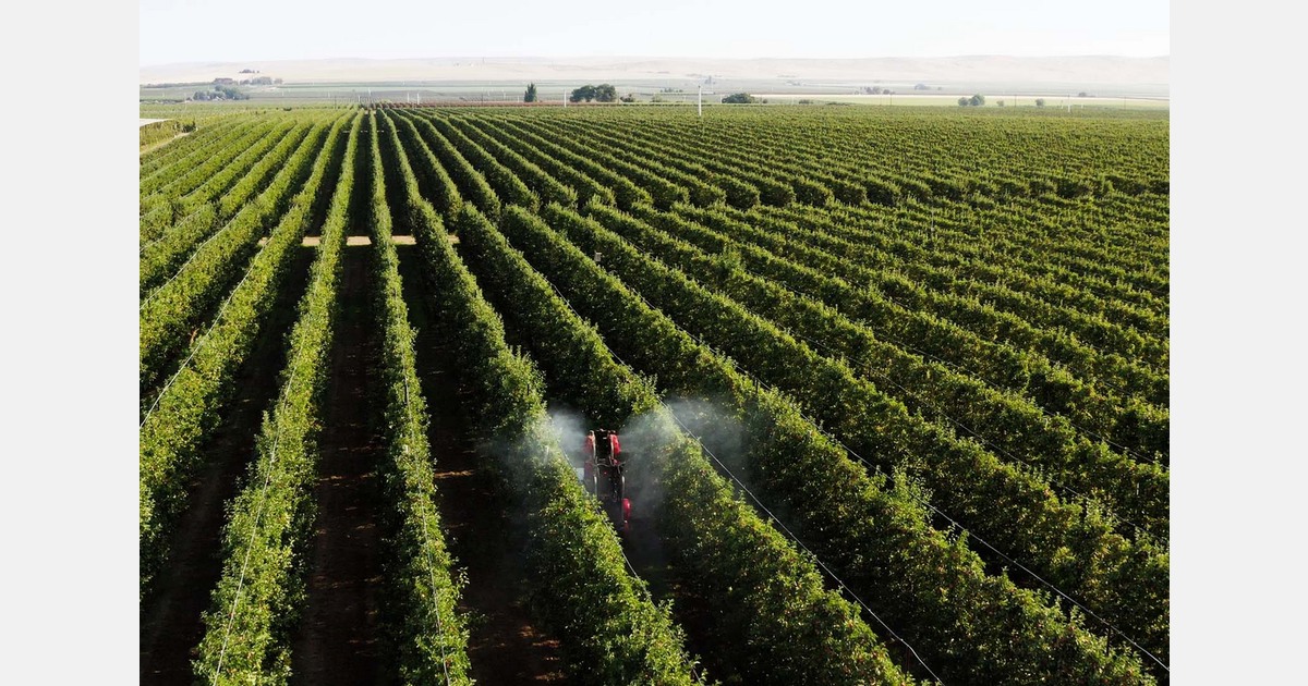 Robotics Plus unveils Prospr, revolutionizing orchard and vineyard ...