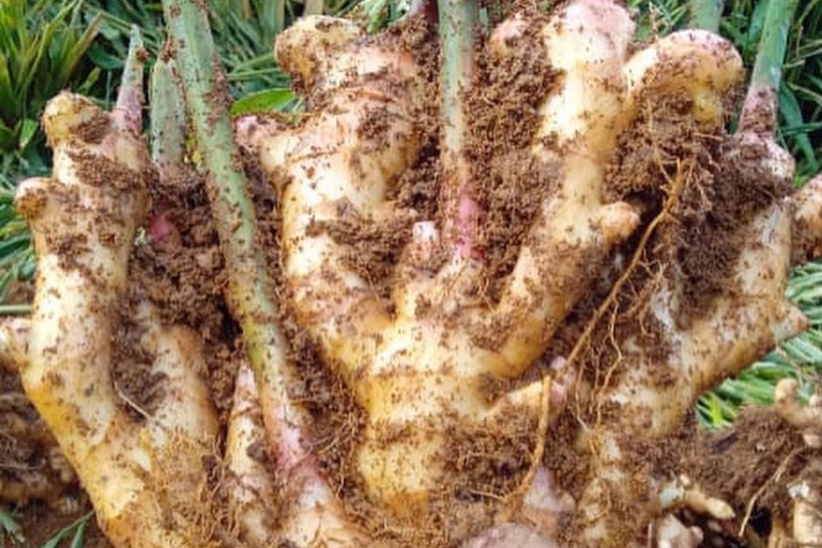 Strengthening demand and tighter supply push up ginger pricing