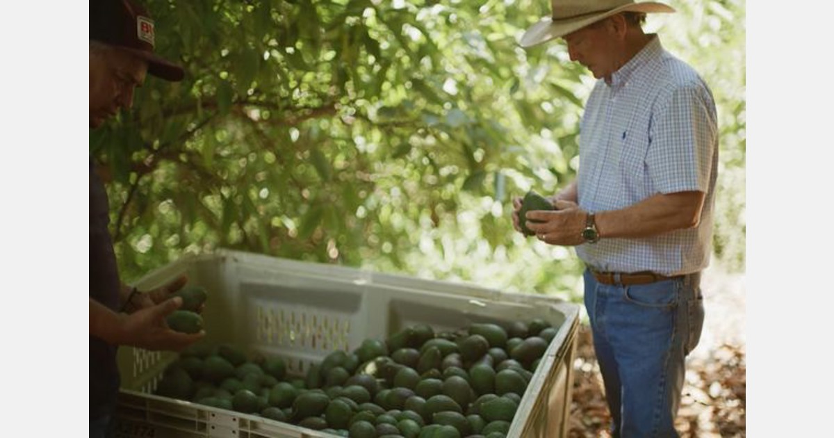 New film about the avocado industry