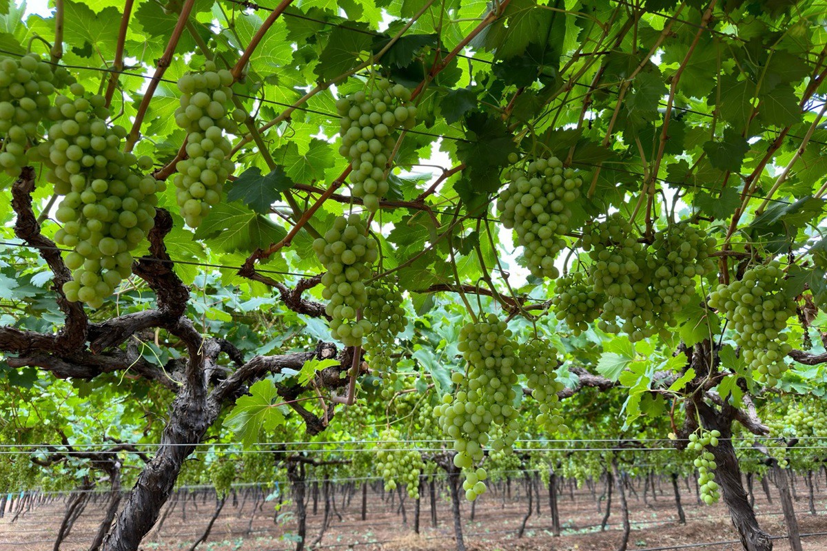 Expect a later start to South African grapes