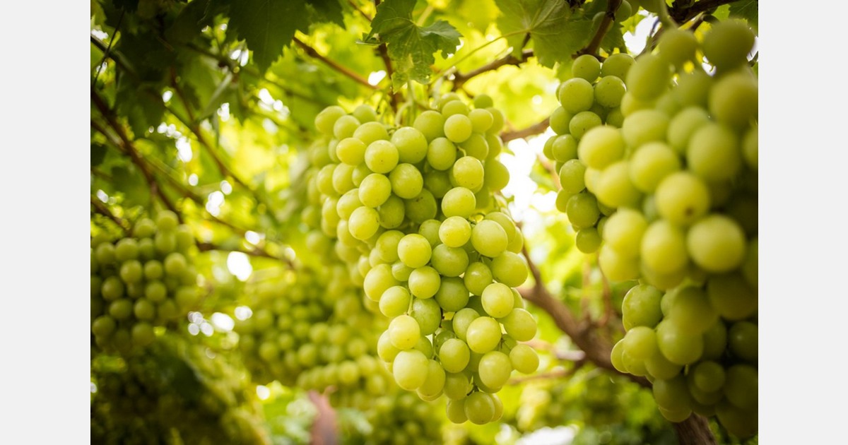 Why table grapes are one of the few commodities growing in consumption
