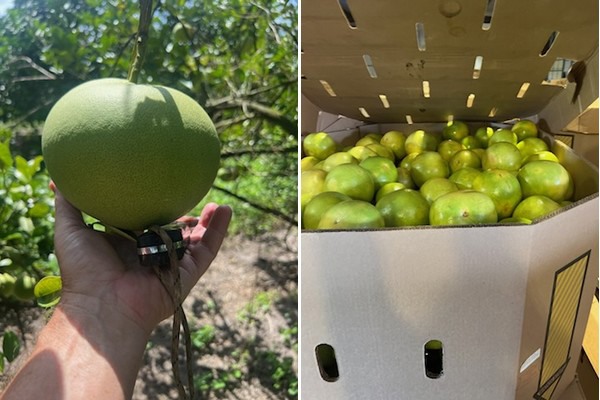 Pomelo pricing pushes up following Hurricane Milton
