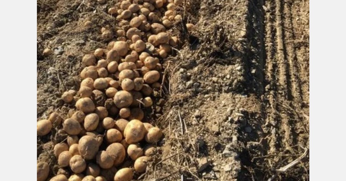 Strong potato crop from multiple North American regions