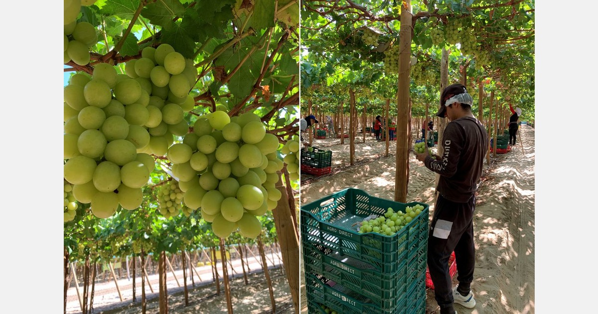 Table grape import season expected to see normal volumes from Brazil ...