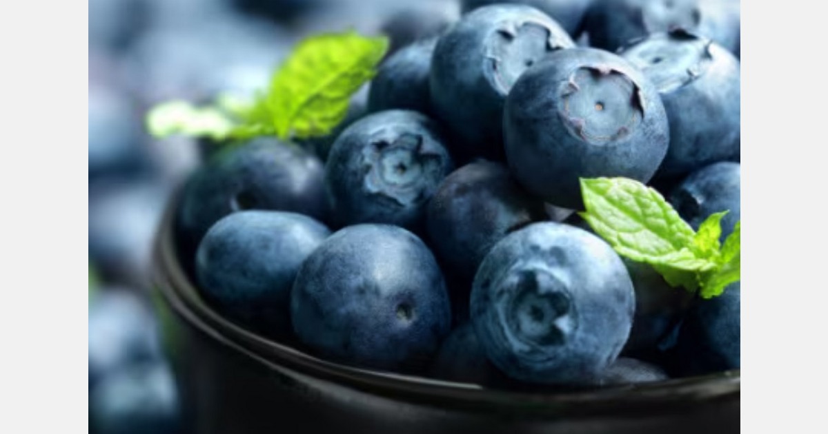 Rapid changes ensure continued success for the global blueberry industry