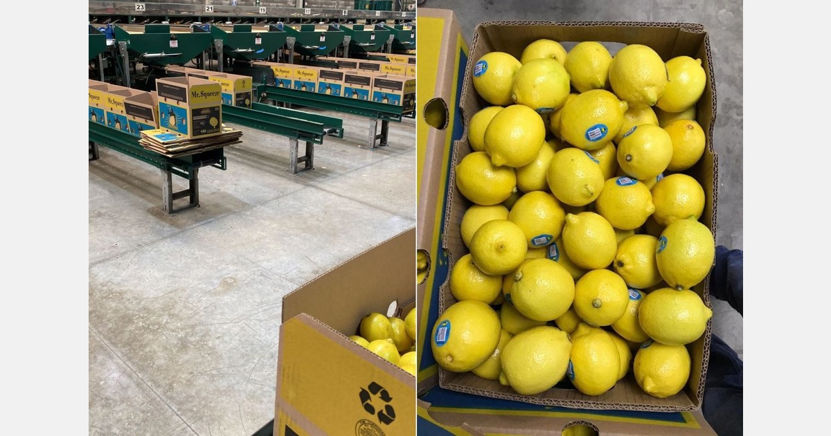 It’s a decent Mexican lemon season