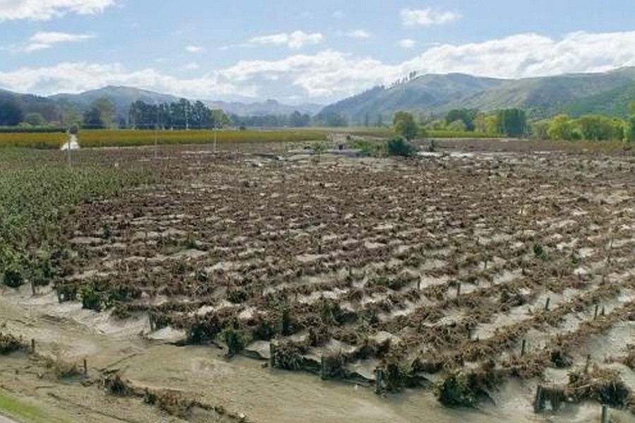 New Zealand apple sector set for expansion in 2024/2025 after Cyclone ...