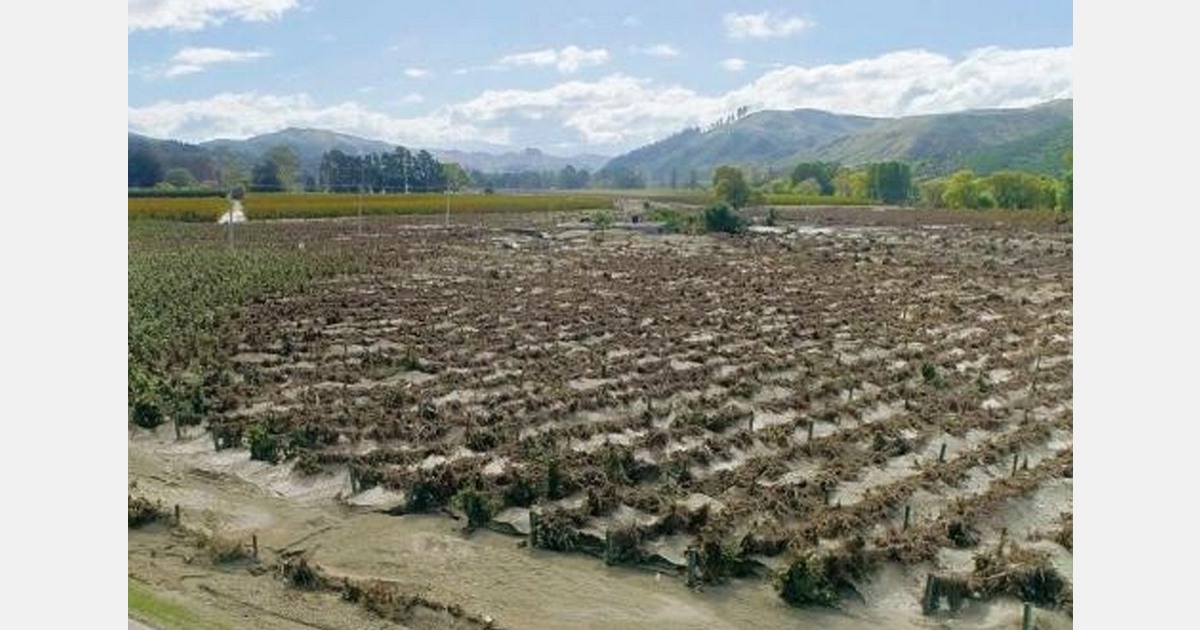 New Zealand apple sector set for expansion in 2024/2025 after Cyclone ...