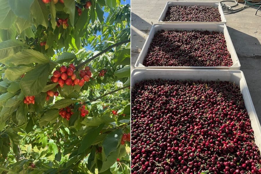 Will Chile be able to export 140 million boxes of cherries in 12 weeks?