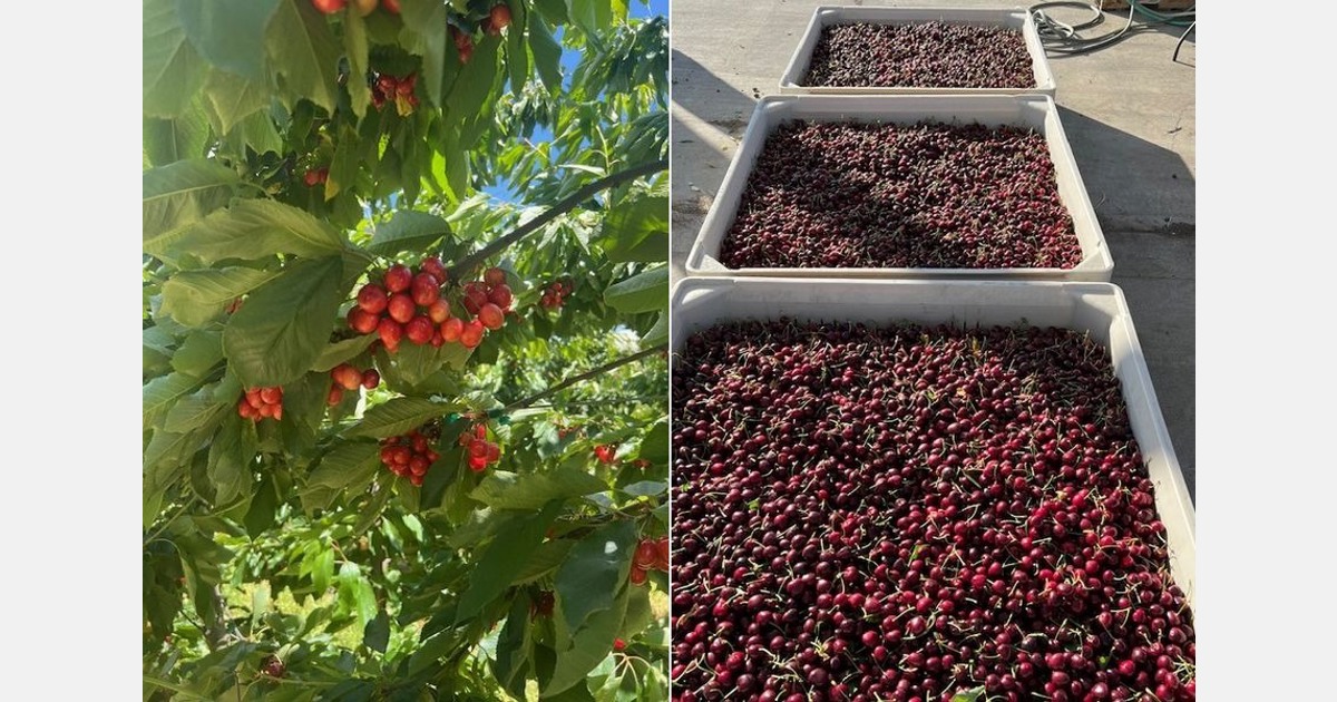 Will Chile be able to export 140 million boxes of cherries in 12 weeks?
