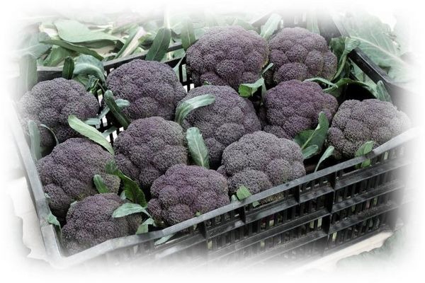 First purple broccoli variety available in the U.S. and launched worldwide