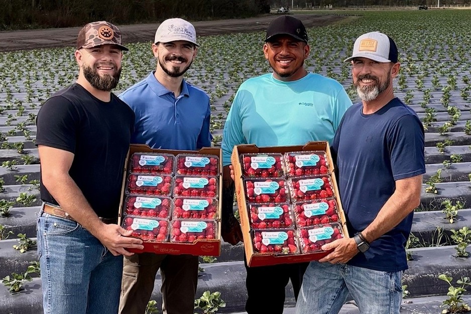 First strawberry flat of the season harvested in Florida