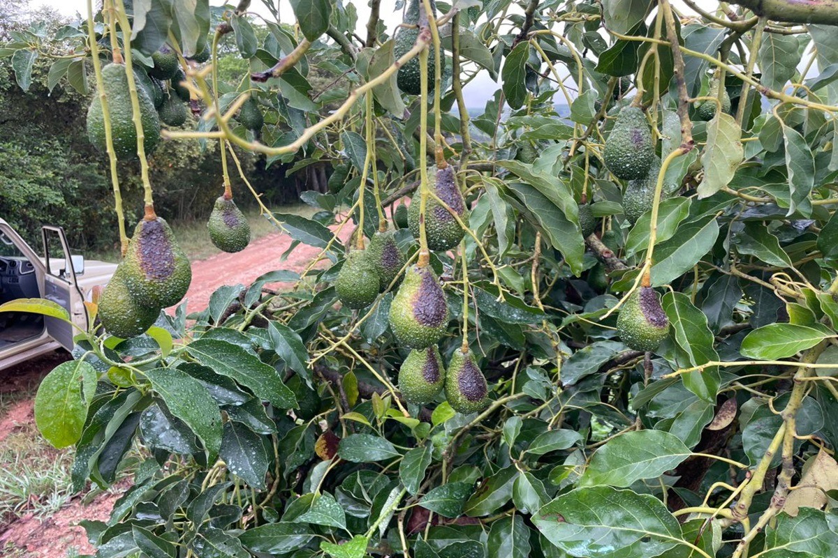 Tough start for young avocados as heatwave follows hail