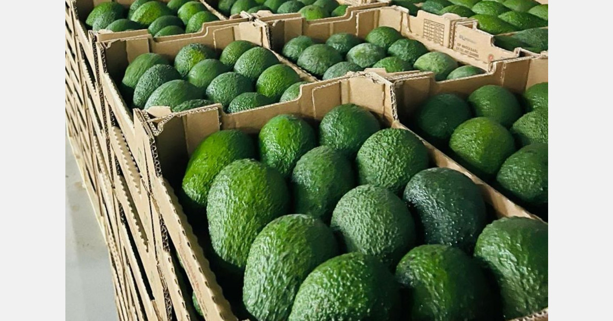 "This season marks a major step forward in the stability of the avocado ...