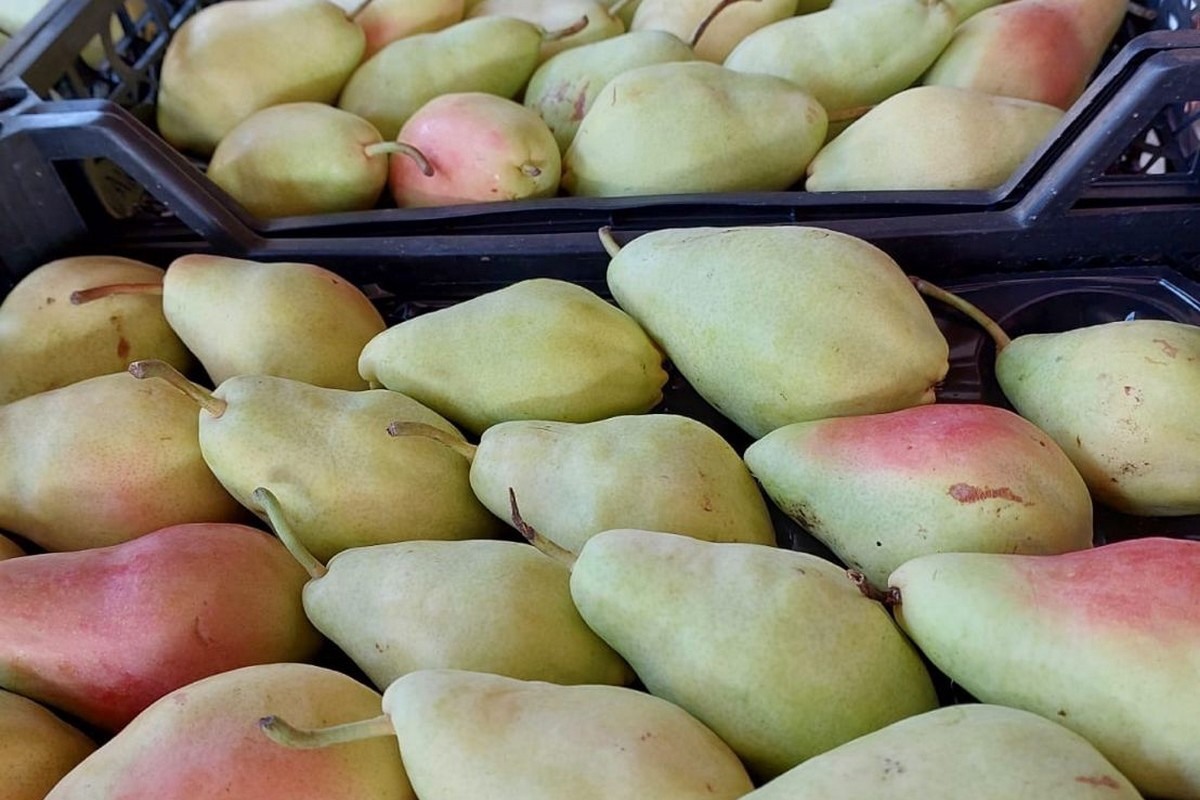 First tomato and now pear shortage expected in Israel
