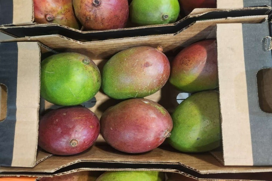 Mango farmer furious at immature fruit sold out at Joburg Market