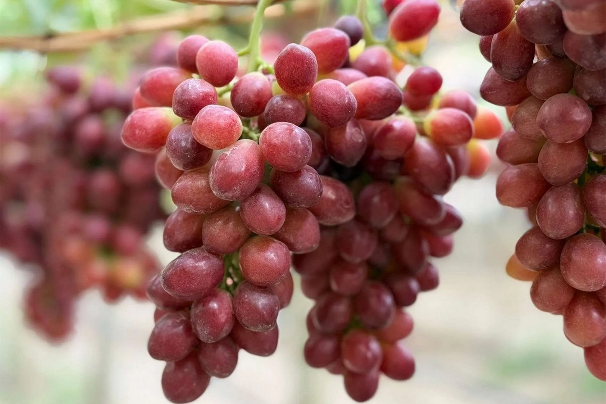 Peru's grape harvest kicks off with focus on new ARRA varieties