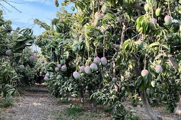 U.S. awaits mango arrivals from Peru as Ecuador is expected to finish early