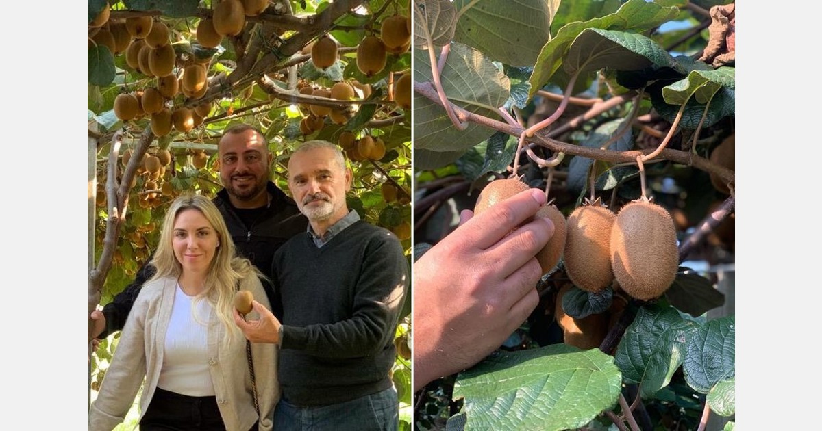 Greece is strengthening its position as kiwi supplier to North America