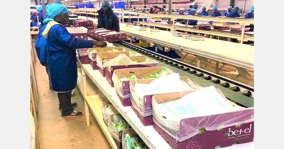 Brisk pre-Christmas grape sales for South Africa