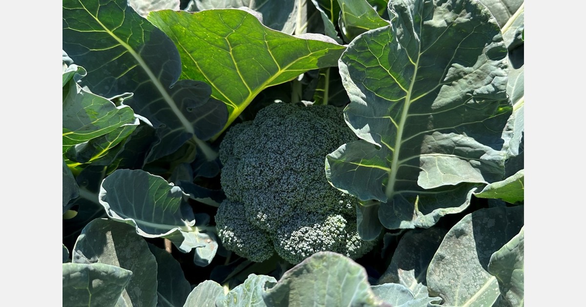 Lighter supply and heavier demand make for stronger broccoli pricing