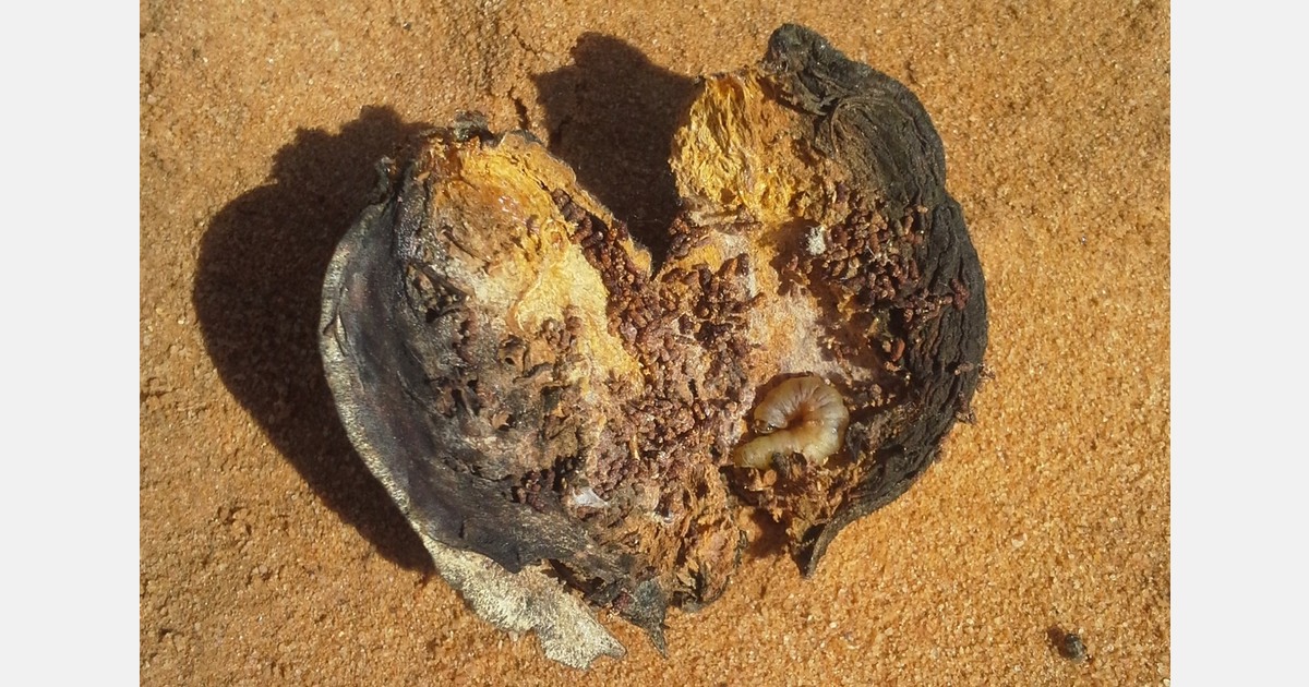 Almond growers urged to act early against pests during hull split