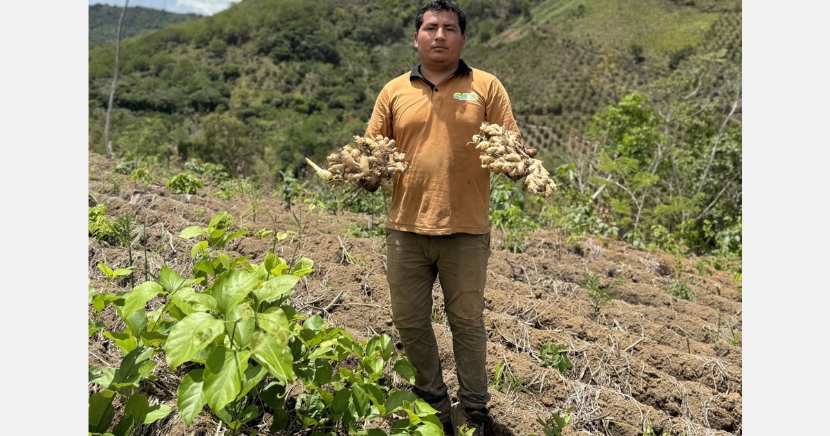 Local Peruvian ginger demand increases while growers wait for better ...