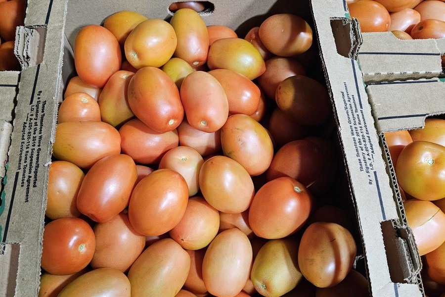 Stronger pricing and demand for tomatoes following recent hurricanes