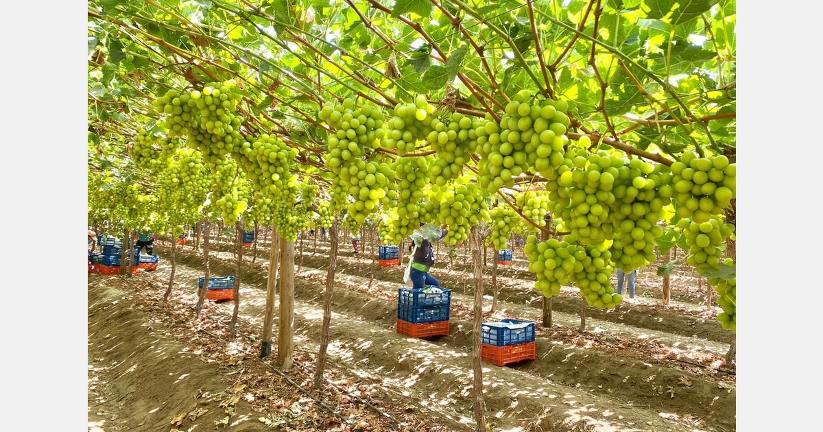 Undersupplied table grape markets globally until Chile ramps up