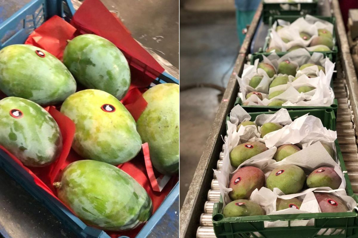 Despite oversupply, Egyptian mango season is saved by solid demand from Russia and Saudi Arabia