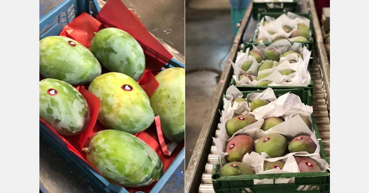 Despite oversupply, Egyptian mango season is saved by solid demand from ...