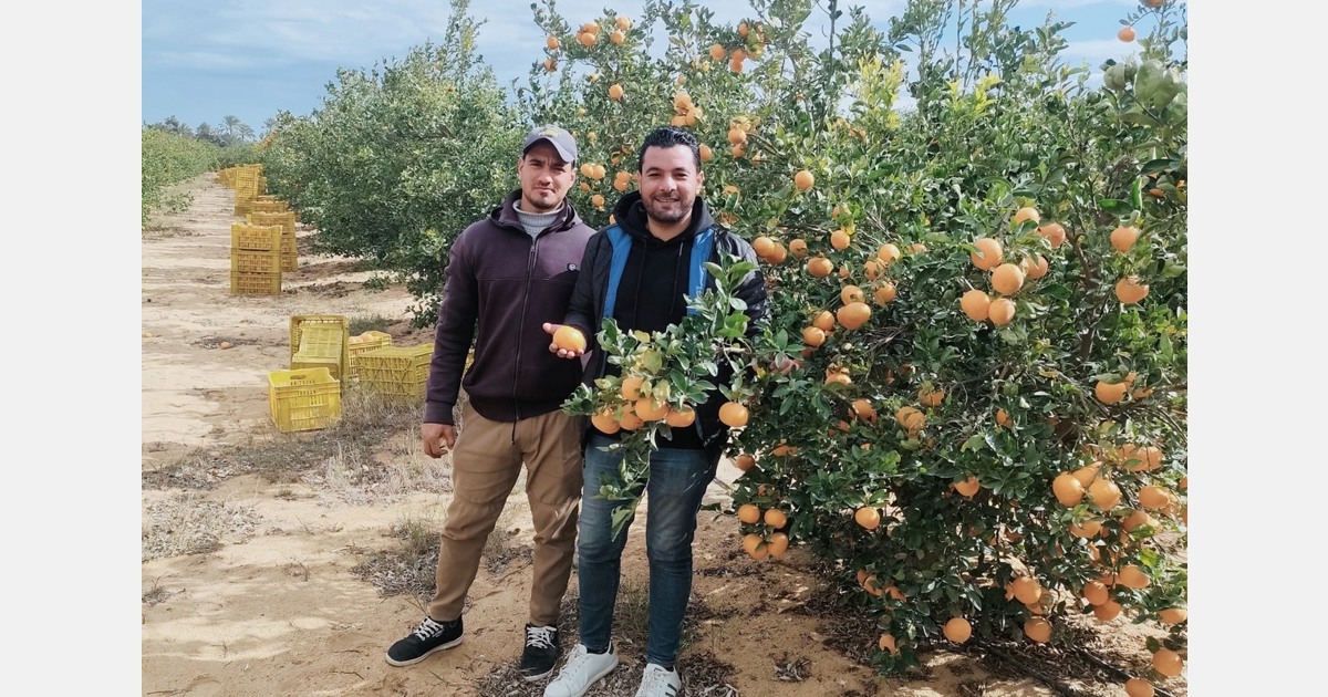 Egyptian orange and mandarin seasons kick off soon
