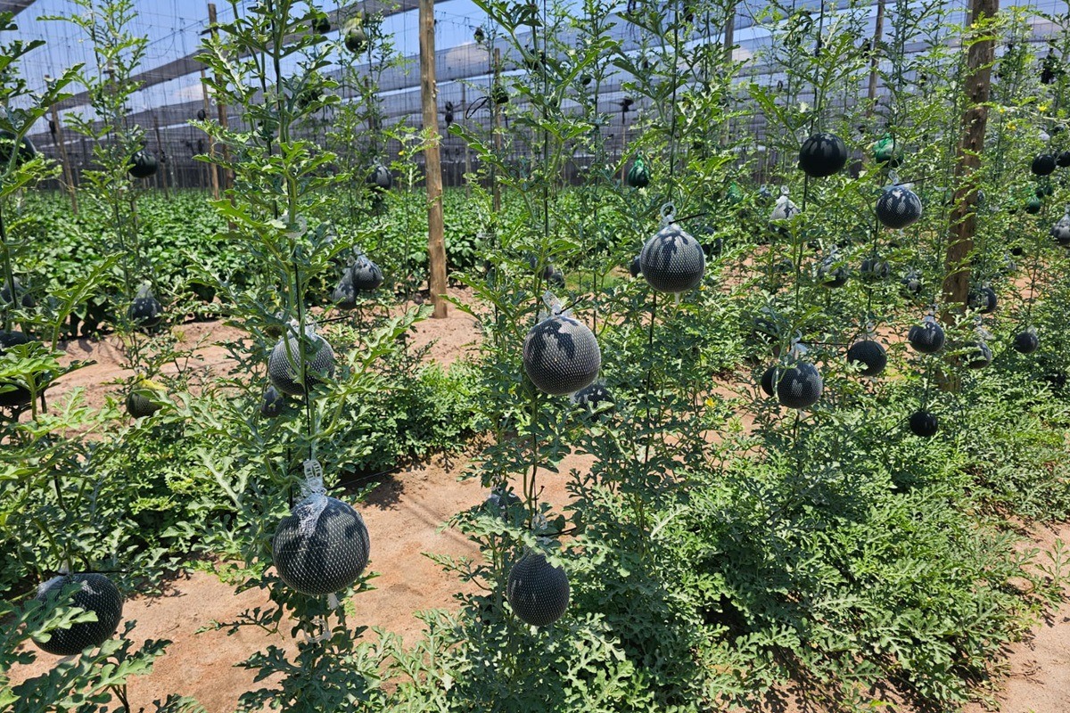Trellised mini-melons thrive in Limpopo greenhouse