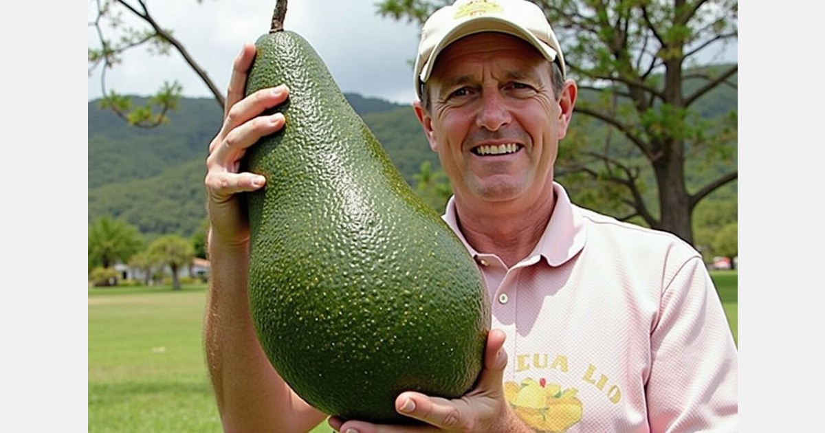 Giant avocado