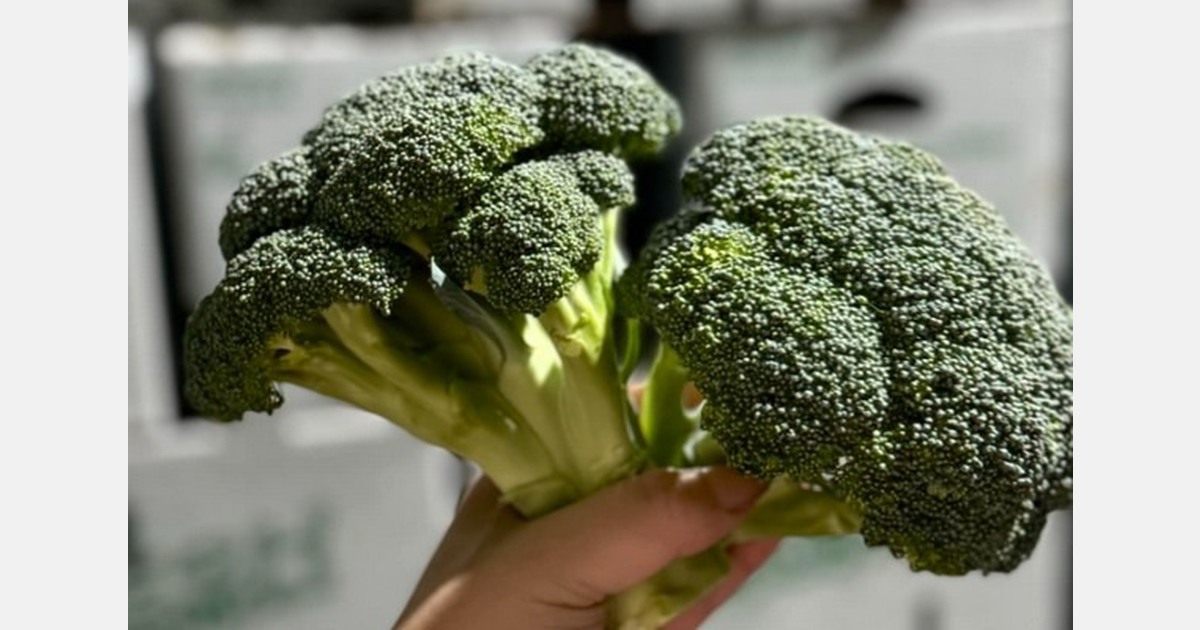 Shorter North Carolina broccoli crop keeps markets strong