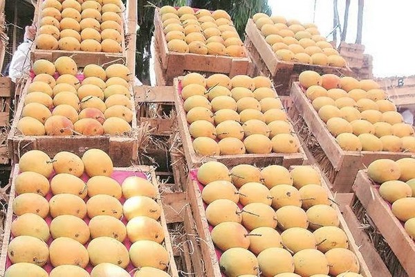 Malawi mangoes debut late in Mumbai market at $18 per box