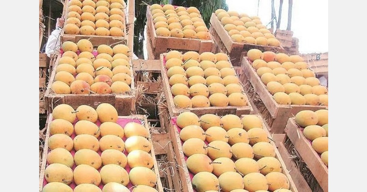Malawi mangoes debut late in Mumbai market at $18 per box