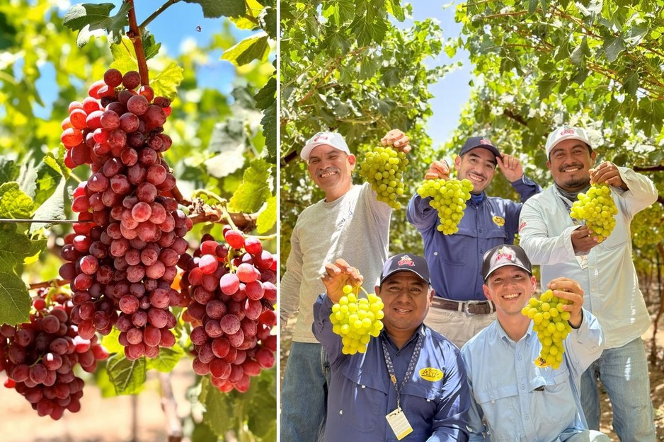 “Autumncrisp is the most impactful grape ever”